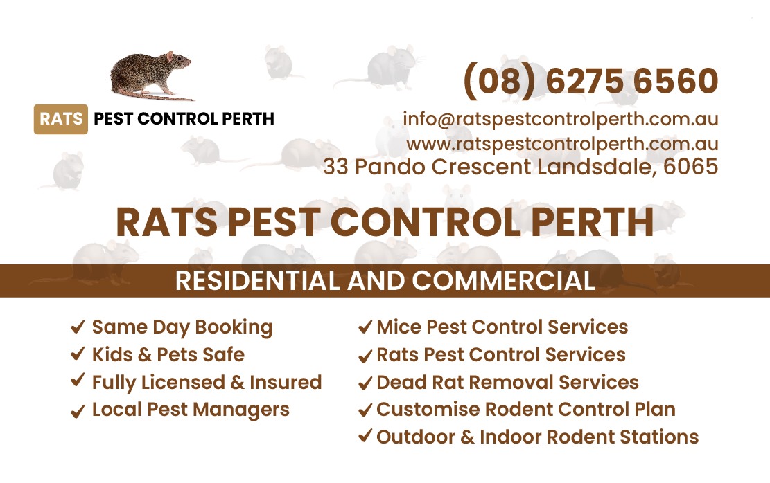 What Attracts Rats to Your House? | Pest & Rodent Control Perth Experts